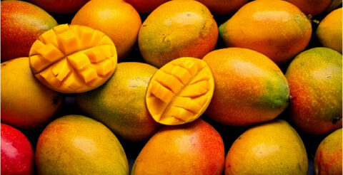 premium quality processed mango products